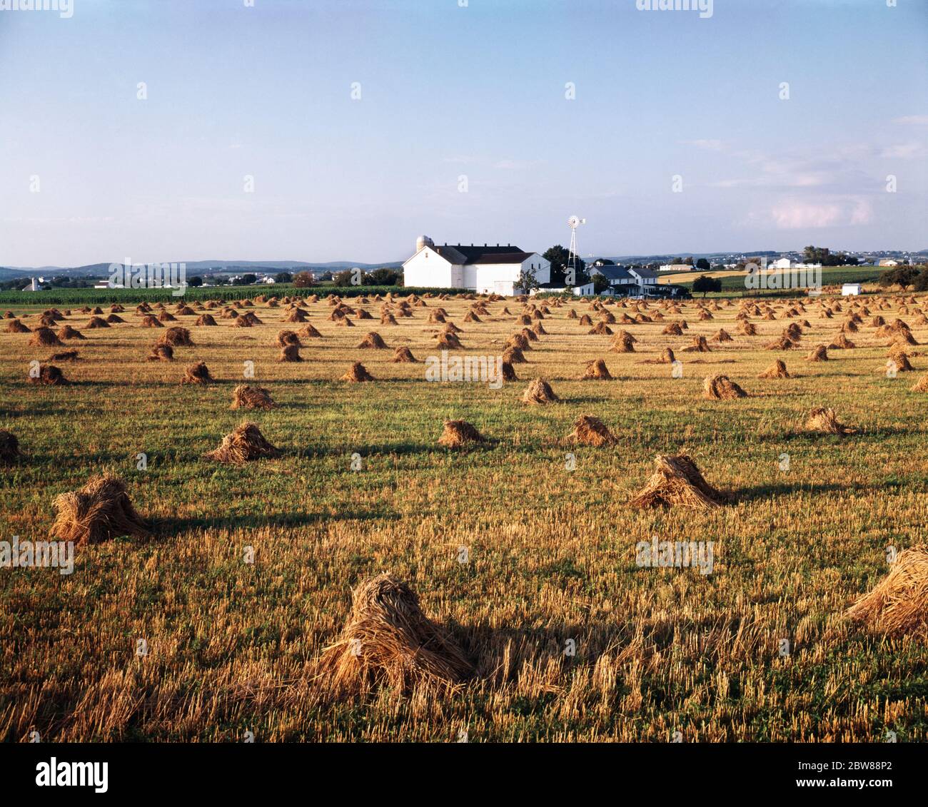 1970s 1980s LARGE WHITE BARN AND SHOCKED WHEAT IN AUTUMN FARM FIELD ...