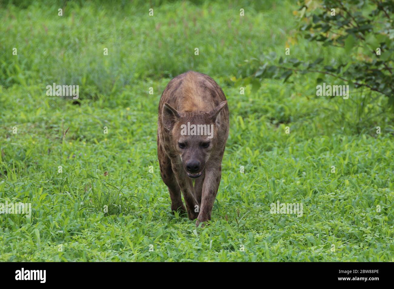 Head on hyena Stock Photo - Alamy