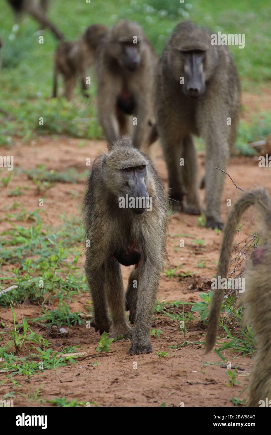 Baboon troop hi-res stock photography and images - Alamy