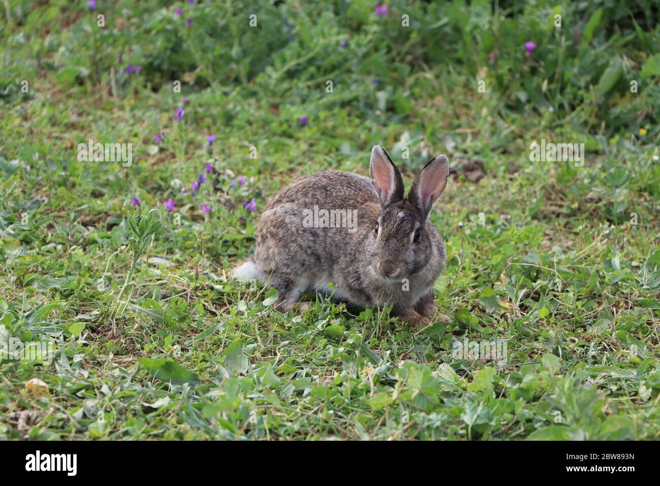 rabbit in a field Stock Photo - Alamy