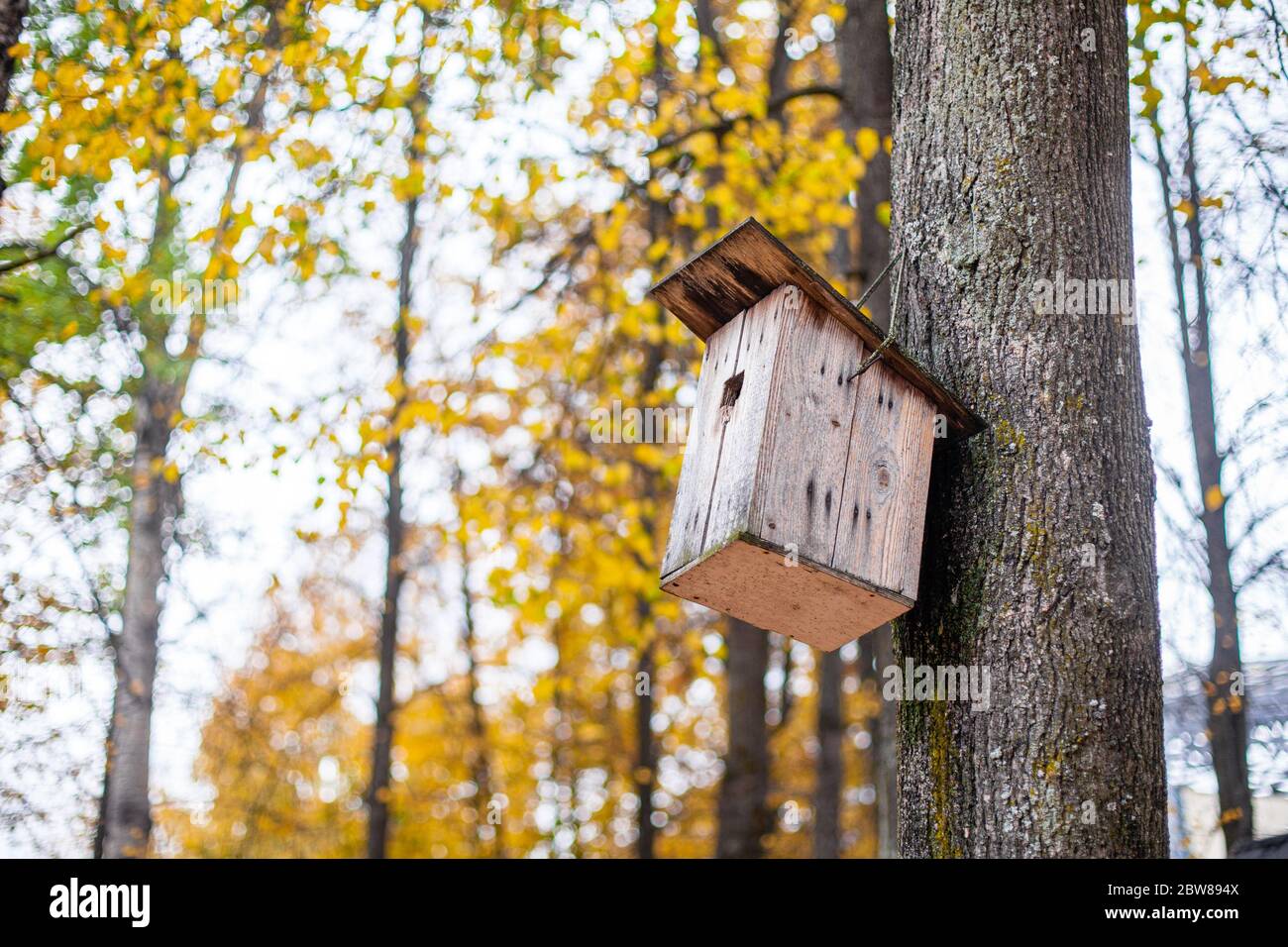 Birdhouse on the tree. Shelter for birds. A house on a tree Stock Photo ...