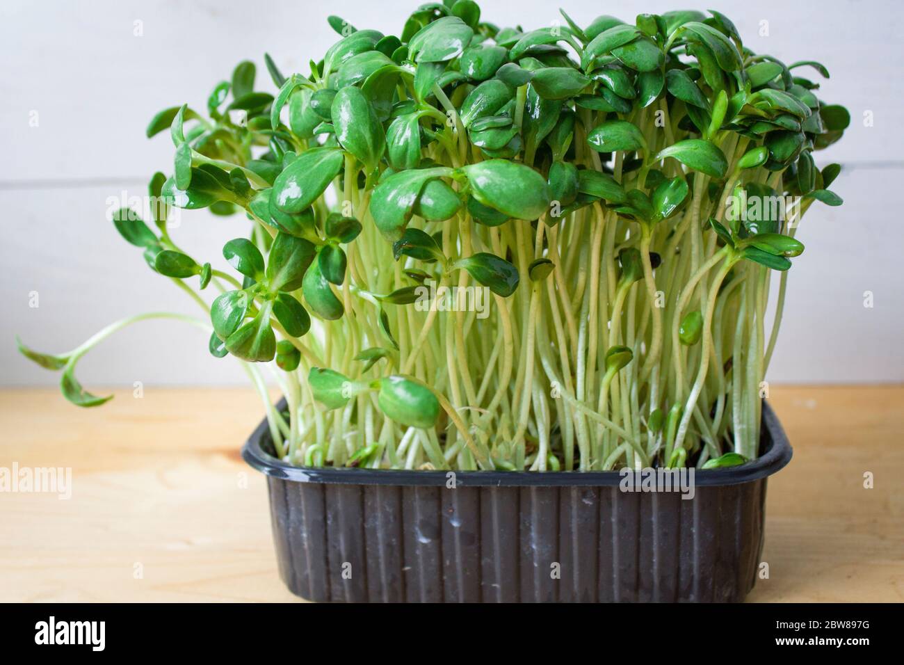 Beans microgreen. Microgreens. Healthy eating concept. Sprouted beans ...