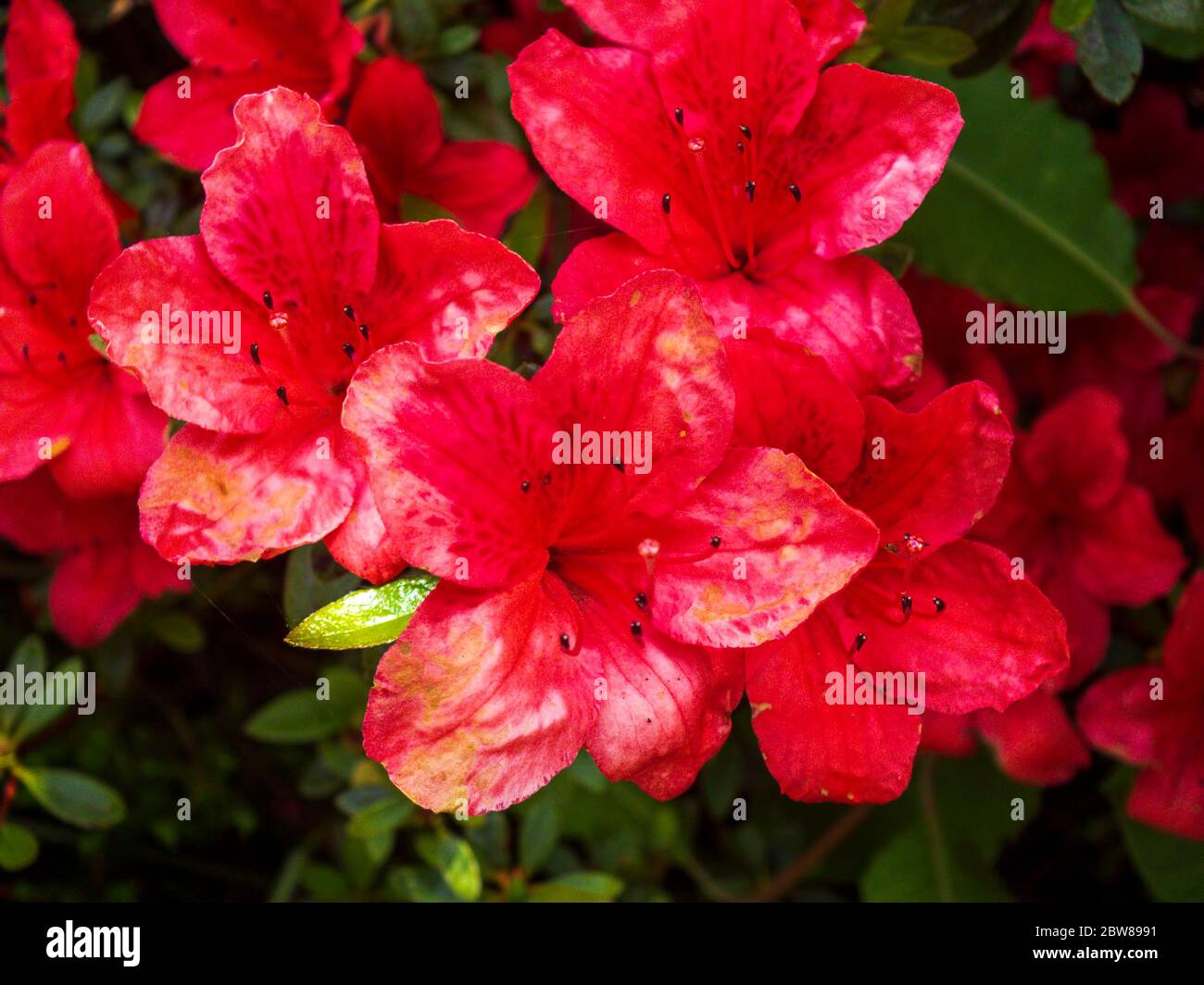Image of beautiful red azalea flowers in full bloom Stock Photo - Alamy