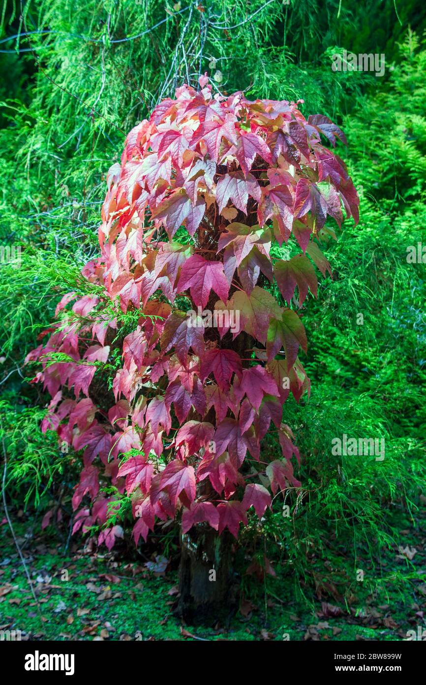 Young maple tree leaves hi-res stock photography and images - Alamy