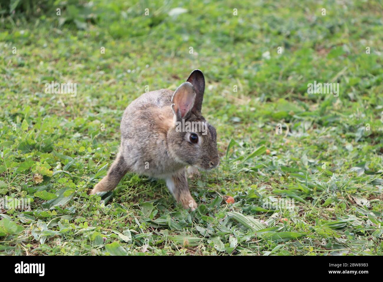 Field of rabbits hi-res stock photography and images - Alamy