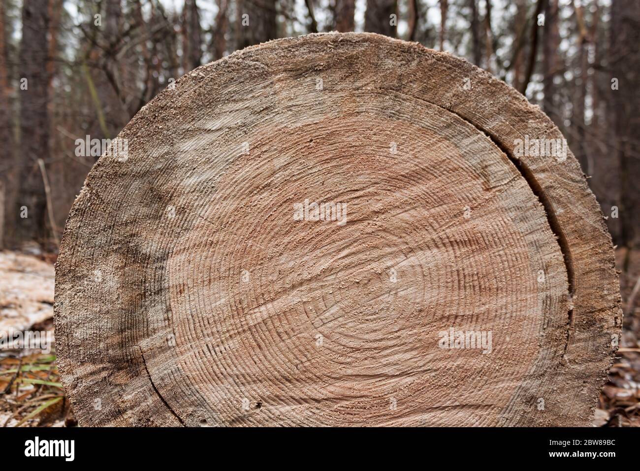 Cross-section of a log timber. Pine Stock Photo - Alamy