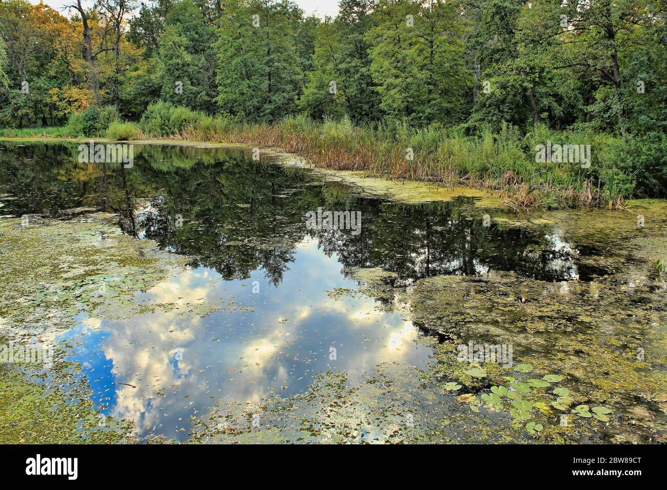 Overgrown duckweed forest lake hi-res stock photography and images - Alamy