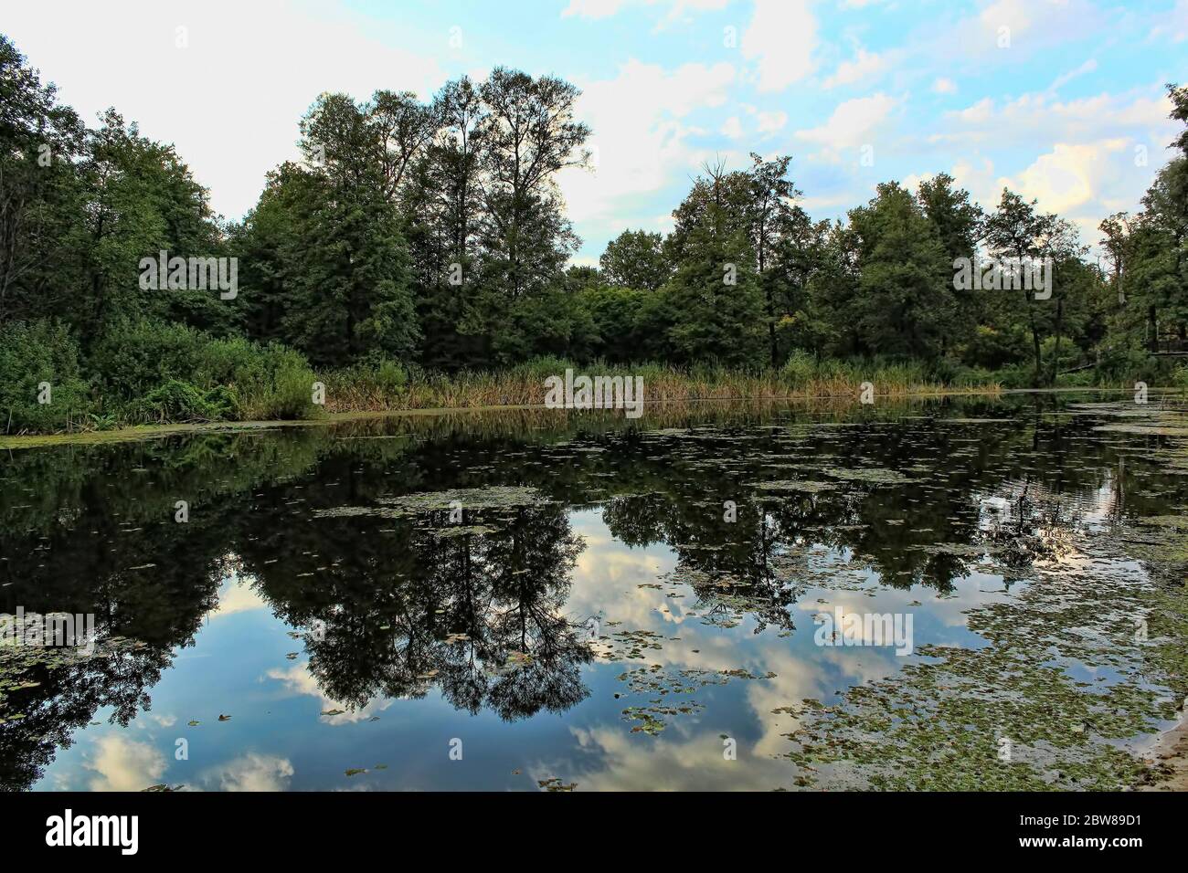 Overgrown duckweed forest lake hi-res stock photography and images - Alamy