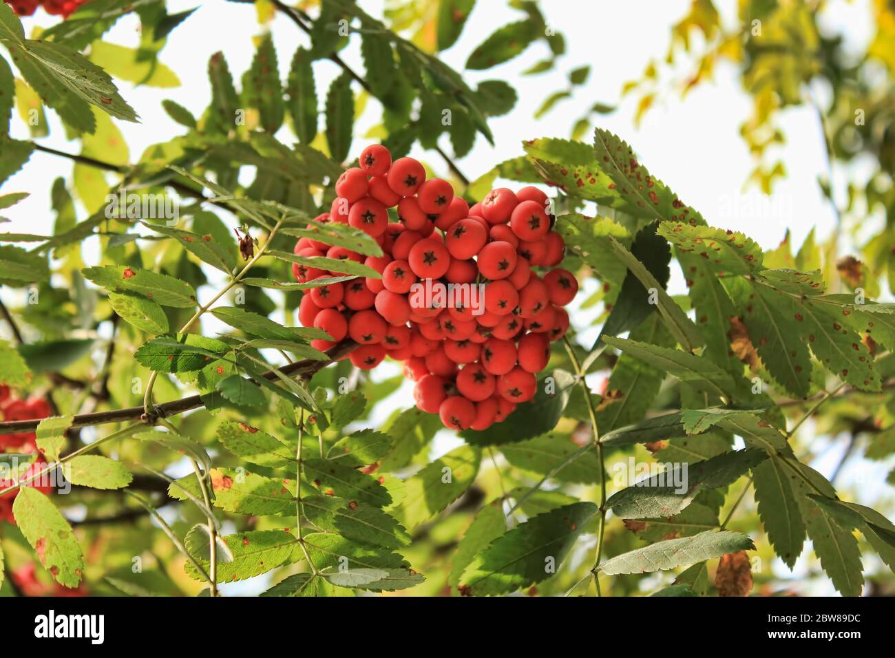 Clusters of mountain ash hi-res stock photography and images - Alamy