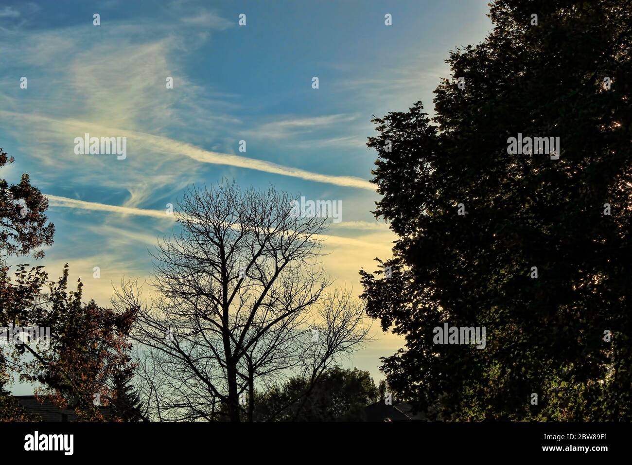 Trees in the park against the backdrop of dramatic sky. Beginning of ...