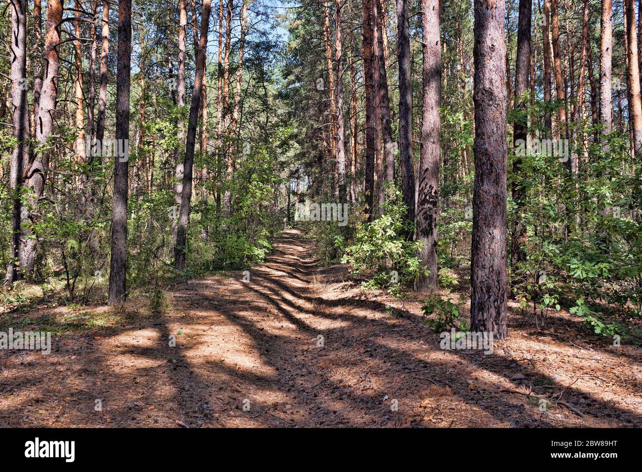 Path in the pine forest hi-res stock photography and images - Alamy