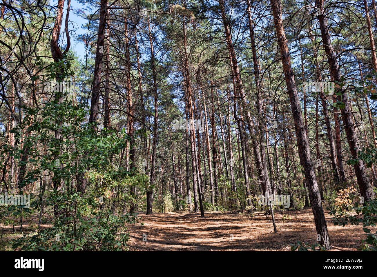 Path in the pine forest hi-res stock photography and images - Alamy