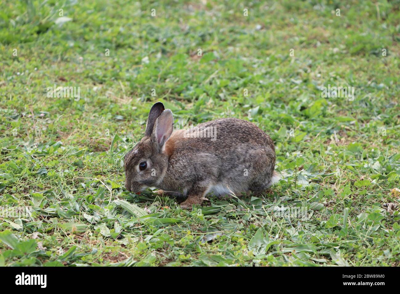 rabbit in a field Stock Photo - Alamy