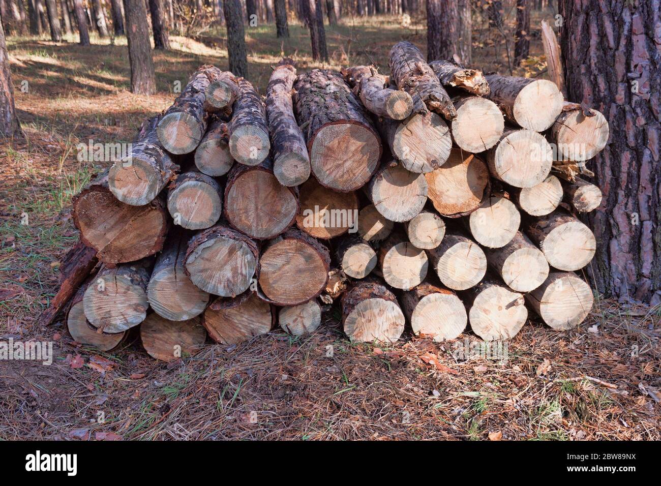 Sawn pine trees stacked near a tree in the forest Stock Photo - Alamy