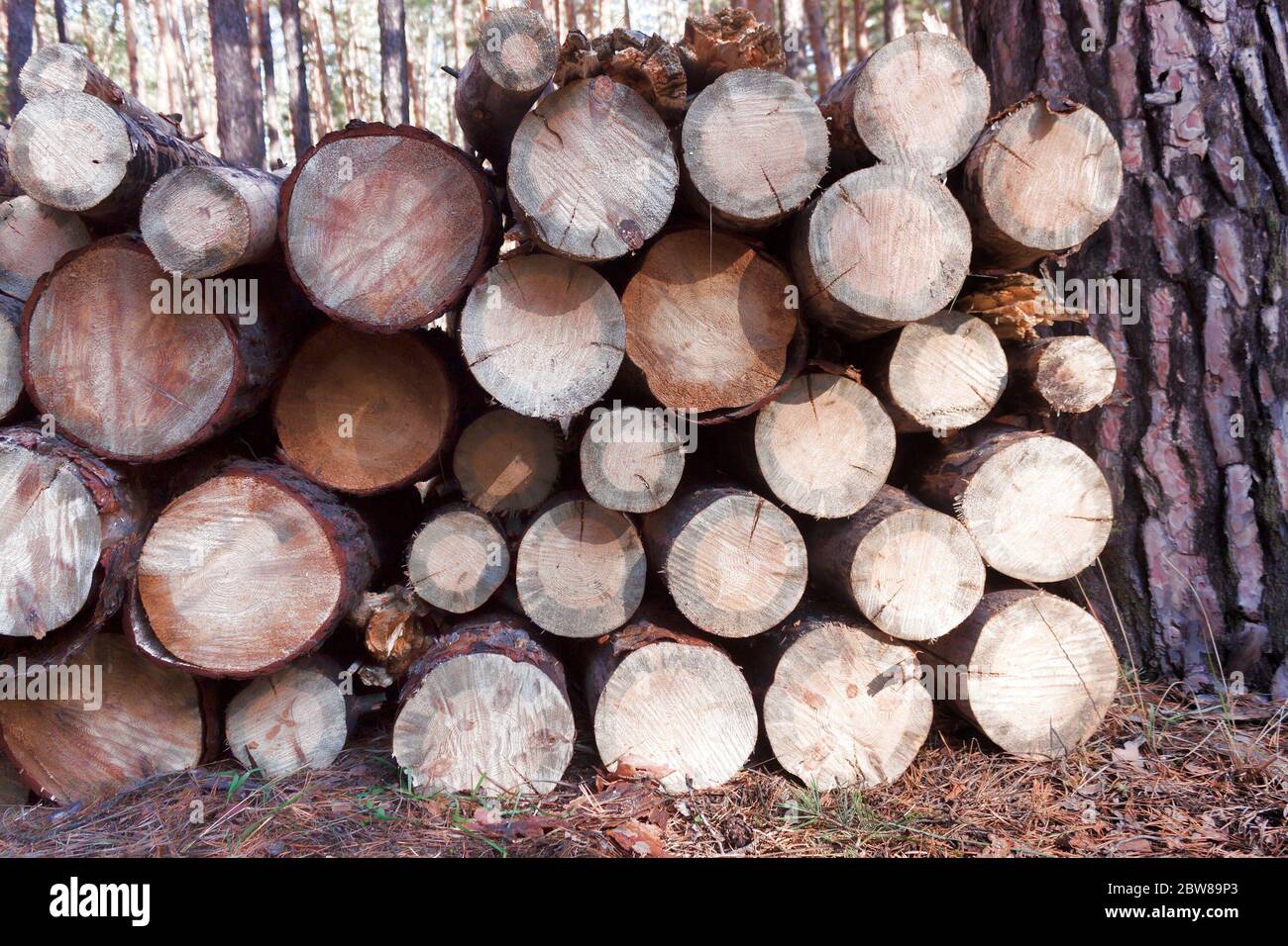 Sawn pine trees stacked near a tree in the forest Stock Photo - Alamy