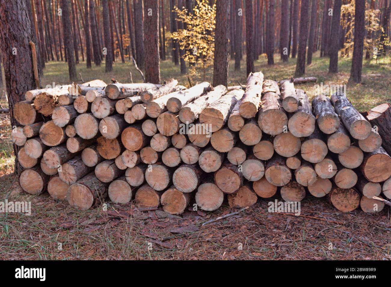 Sawn pine trees stacked near a tree in the forest Stock Photo - Alamy