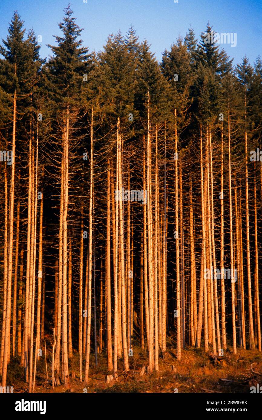 Classic conservation success hi-res stock photography and images - Alamy