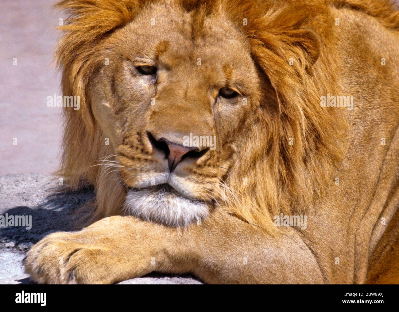 Cat sorry not people hi-res stock photography and images - Alamy