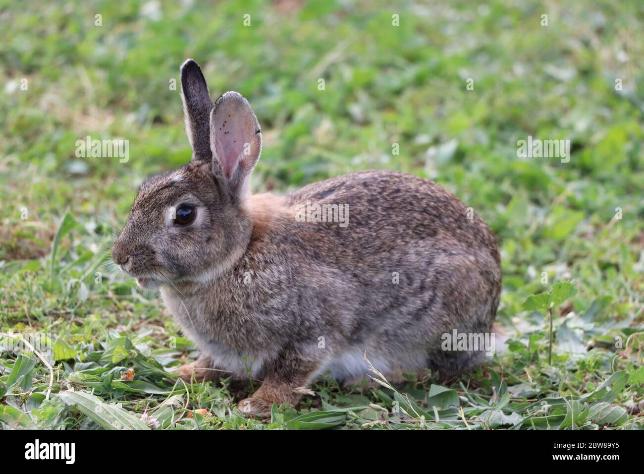 Hare in field eating leaves hi-res stock photography and images - Alamy
