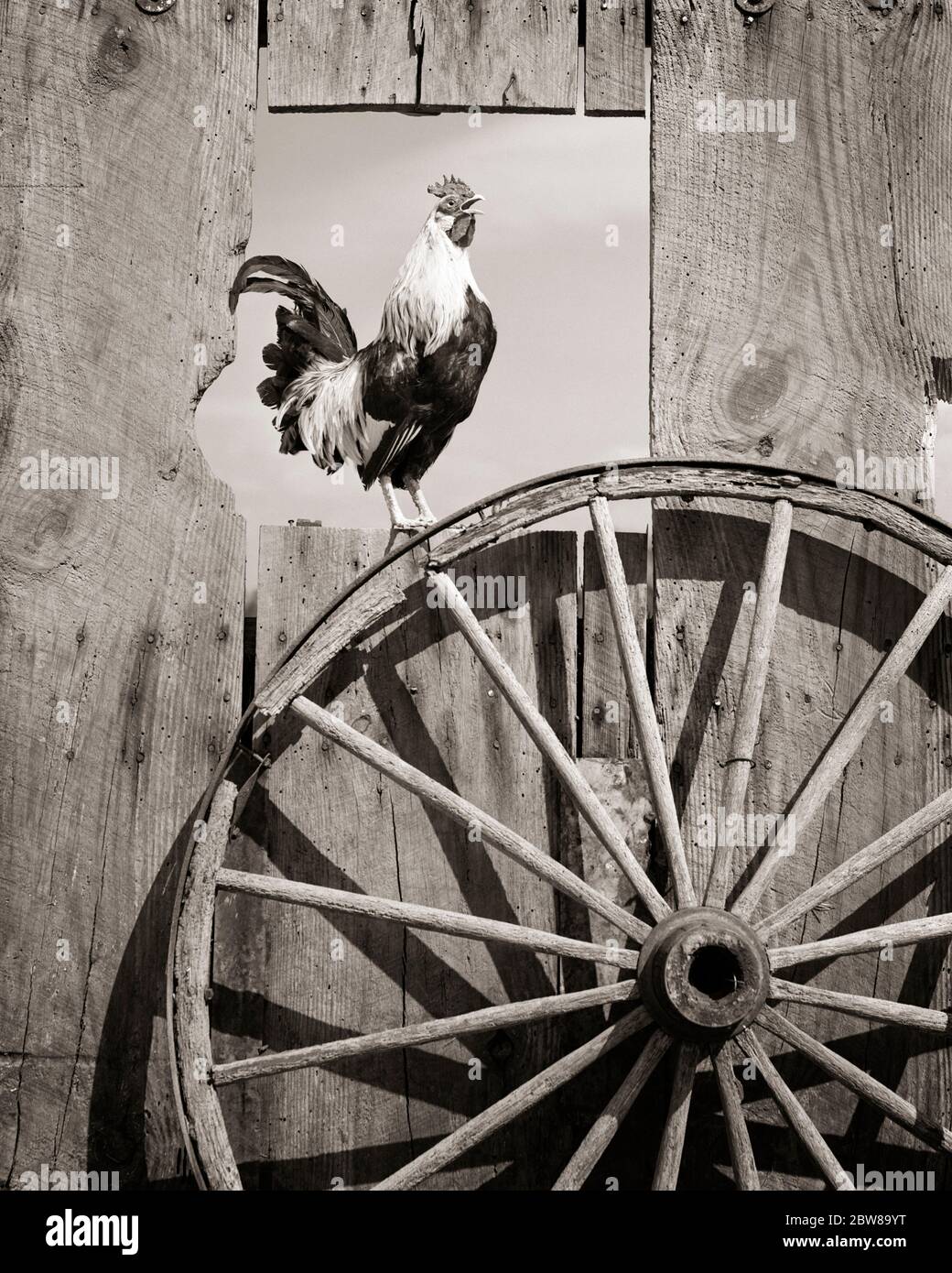 1960s BANTAM ROOSTER CROWING MORNING WAKE-UP CALL AT FIRST LIGHT IN ...