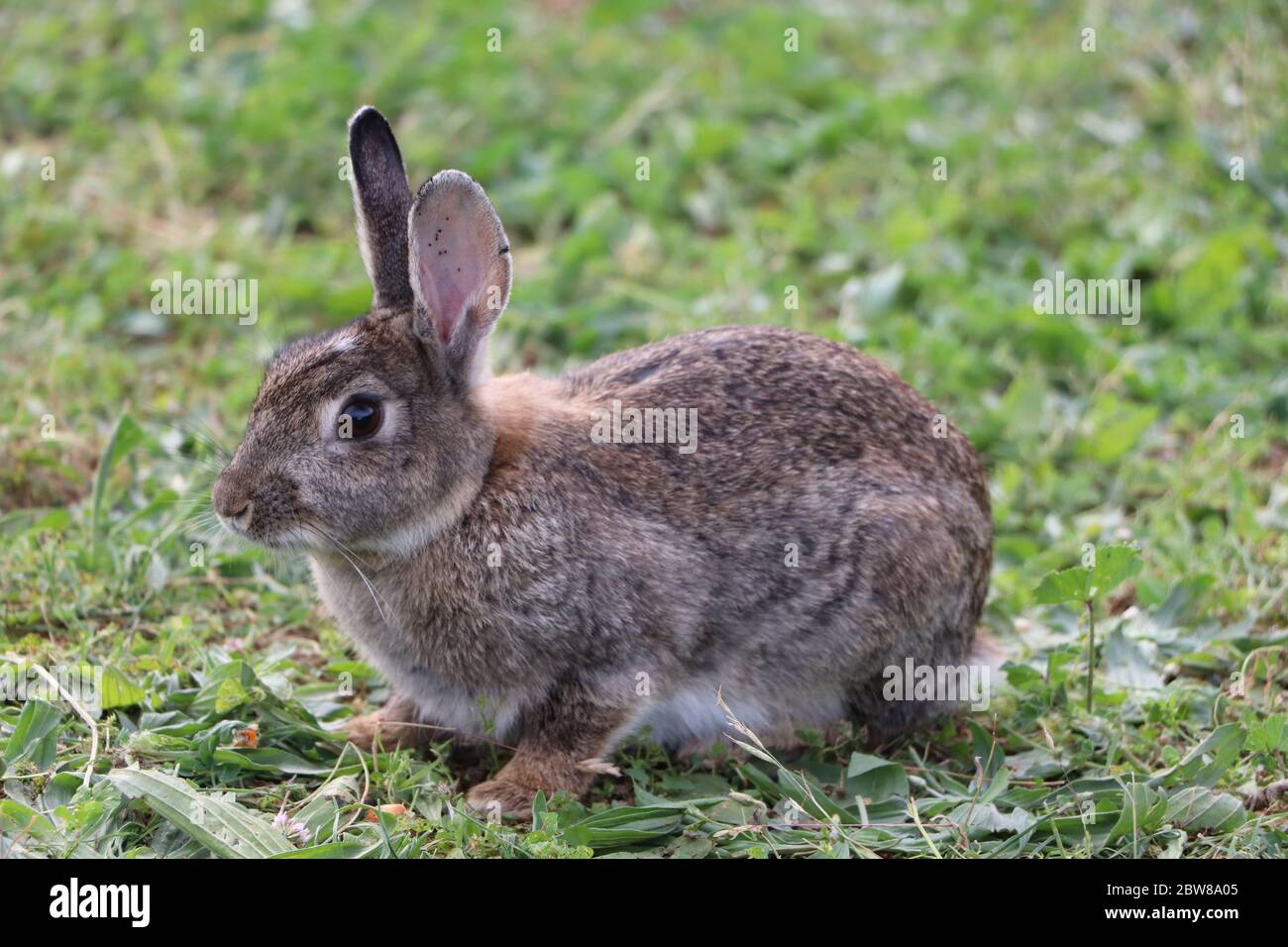 rabbit in a field Stock Photo - Alamy