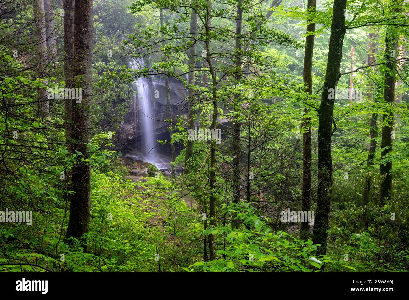 View of Slick Rock Falls through the forest in spring - Pisgah National ...