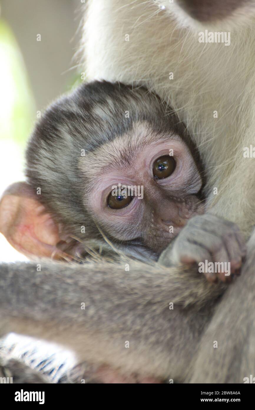 Baby vervet hi-res stock photography and images - Alamy