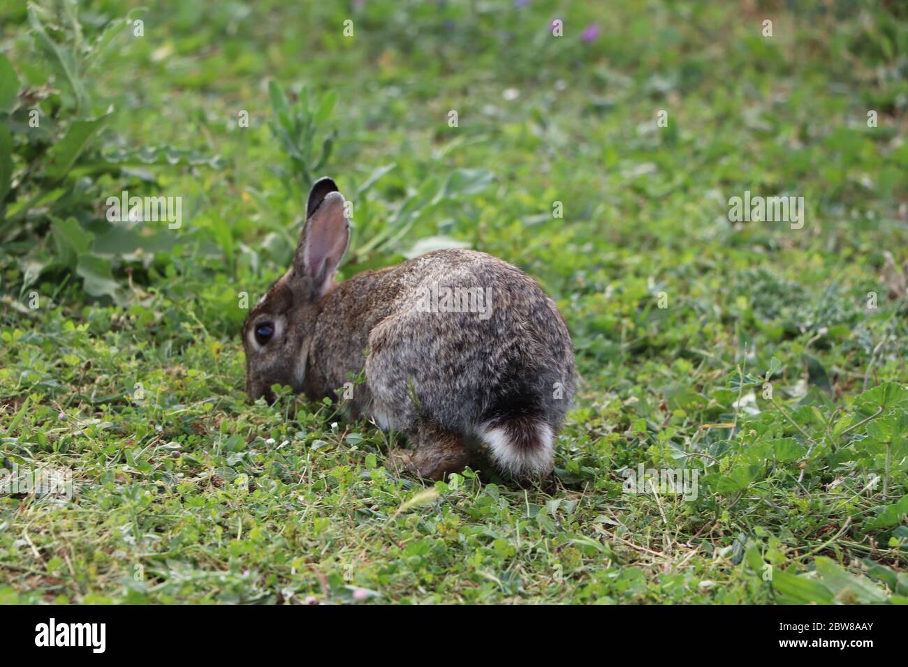 rabbit in a field Stock Photo - Alamy