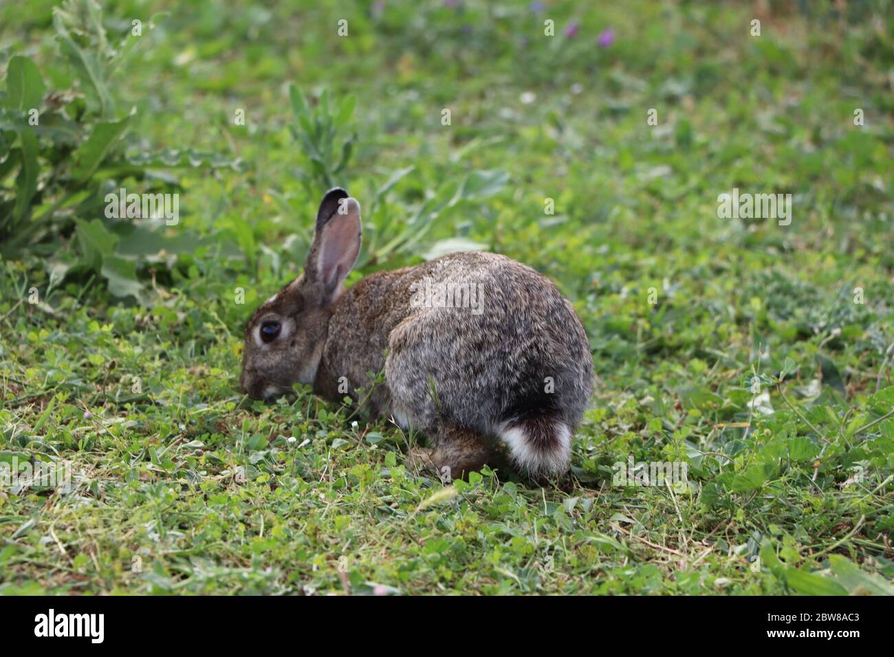 rabbit in a field Stock Photo - Alamy