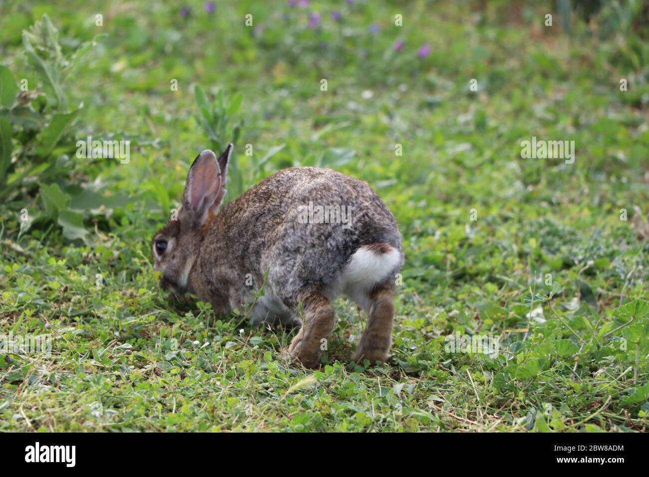 rabbit in a field Stock Photo - Alamy