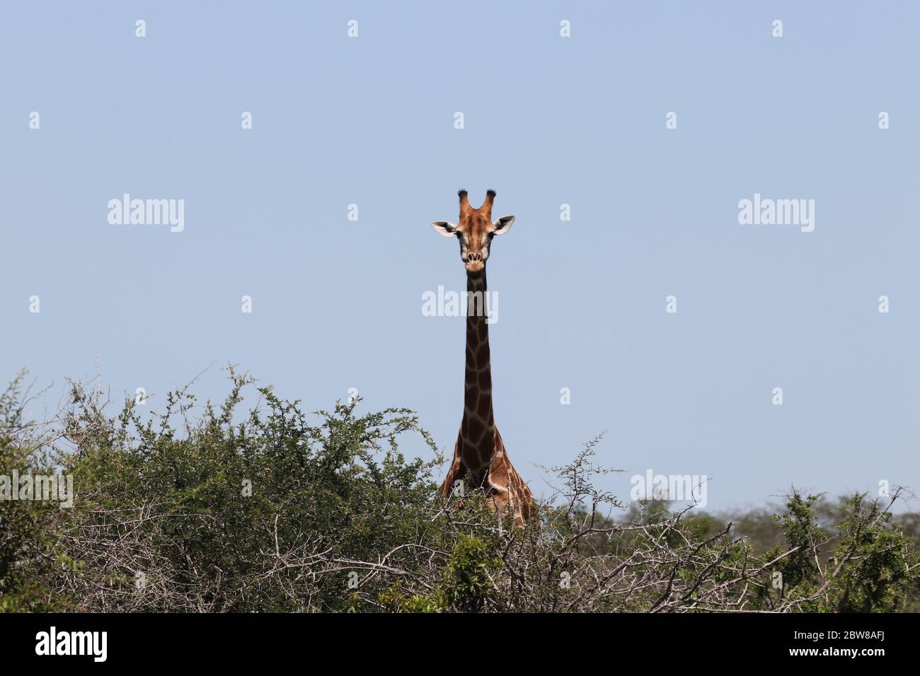 Long upright neck hi-res stock photography and images - Alamy