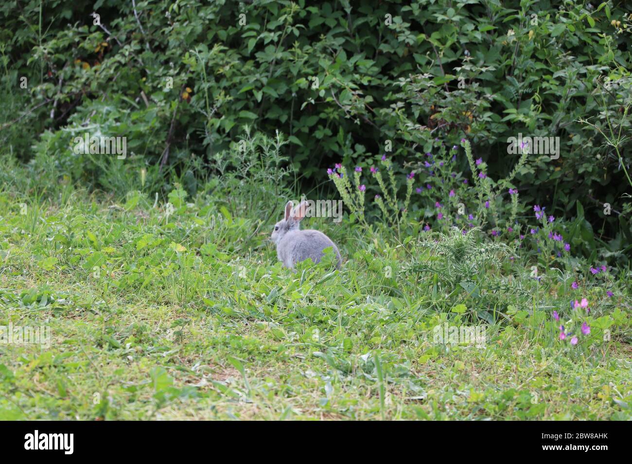 rabbit in a field Stock Photo - Alamy