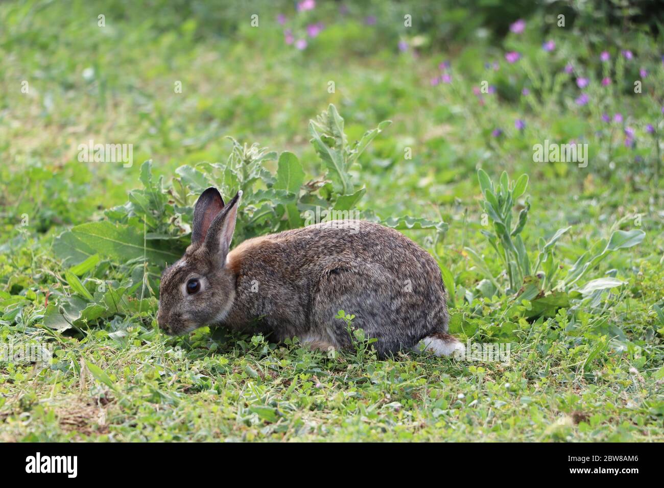rabbit in a field Stock Photo - Alamy