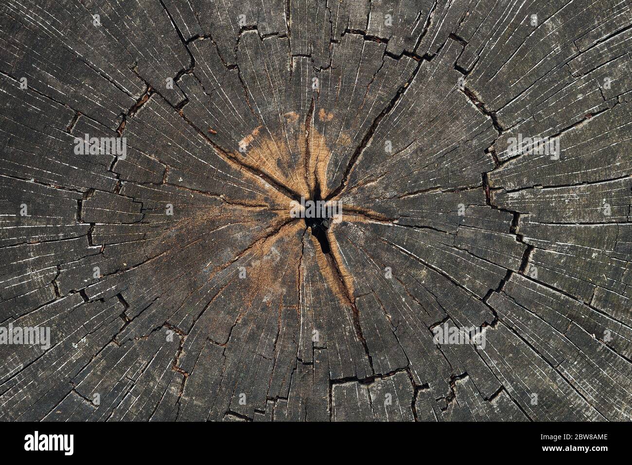 Cut tree trunk middle rings cross section Stock Photo - Alamy