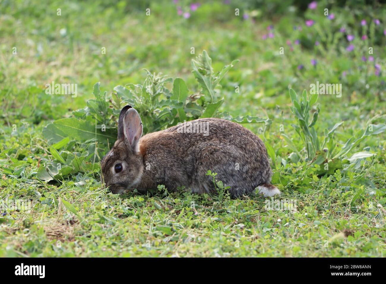 rabbit in a field Stock Photo - Alamy
