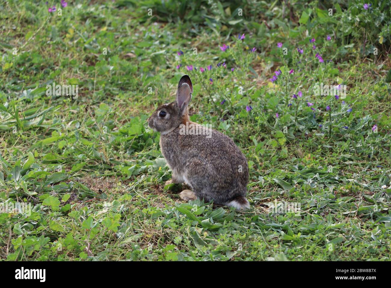 rabbit in a field Stock Photo - Alamy