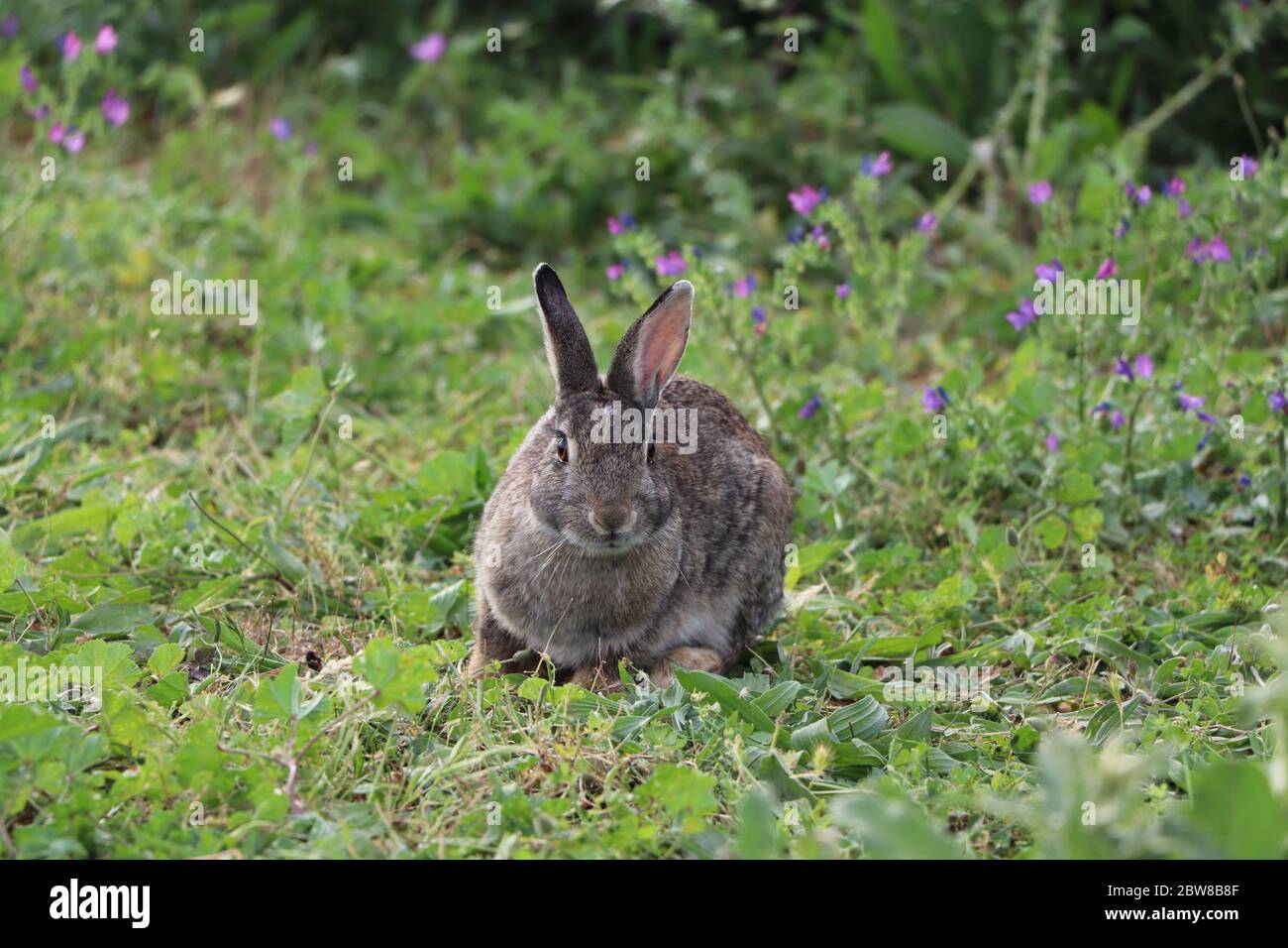 rabbit in a field Stock Photo - Alamy