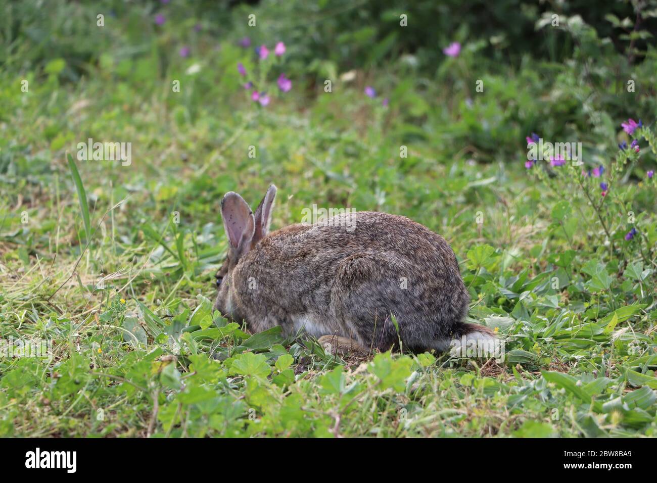 Hare in field eating leaves hi-res stock photography and images - Alamy