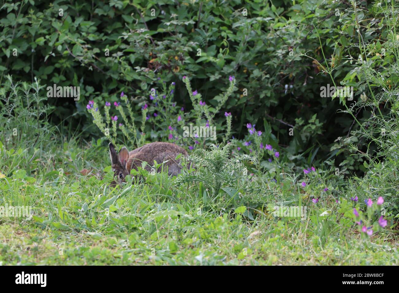 rabbit in a field Stock Photo - Alamy