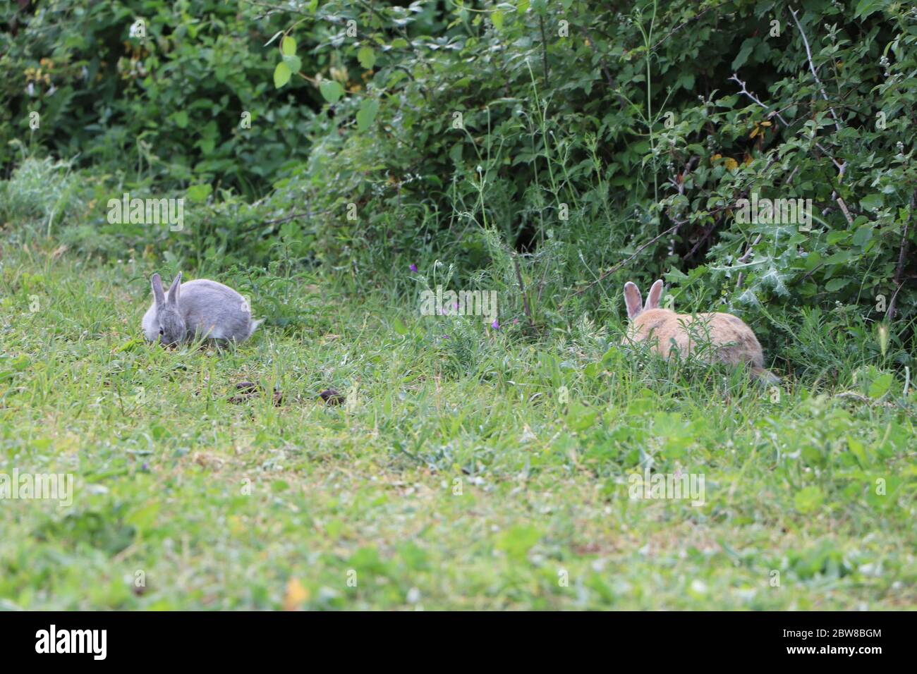 rabbit in a field Stock Photo - Alamy