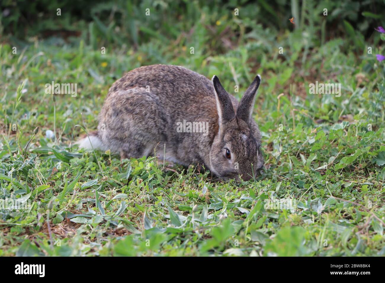 rabbit in a field Stock Photo - Alamy