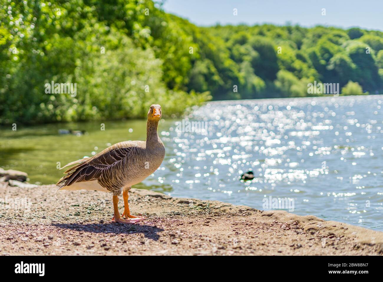 Weather for ducks hi-res stock photography and images - Alamy