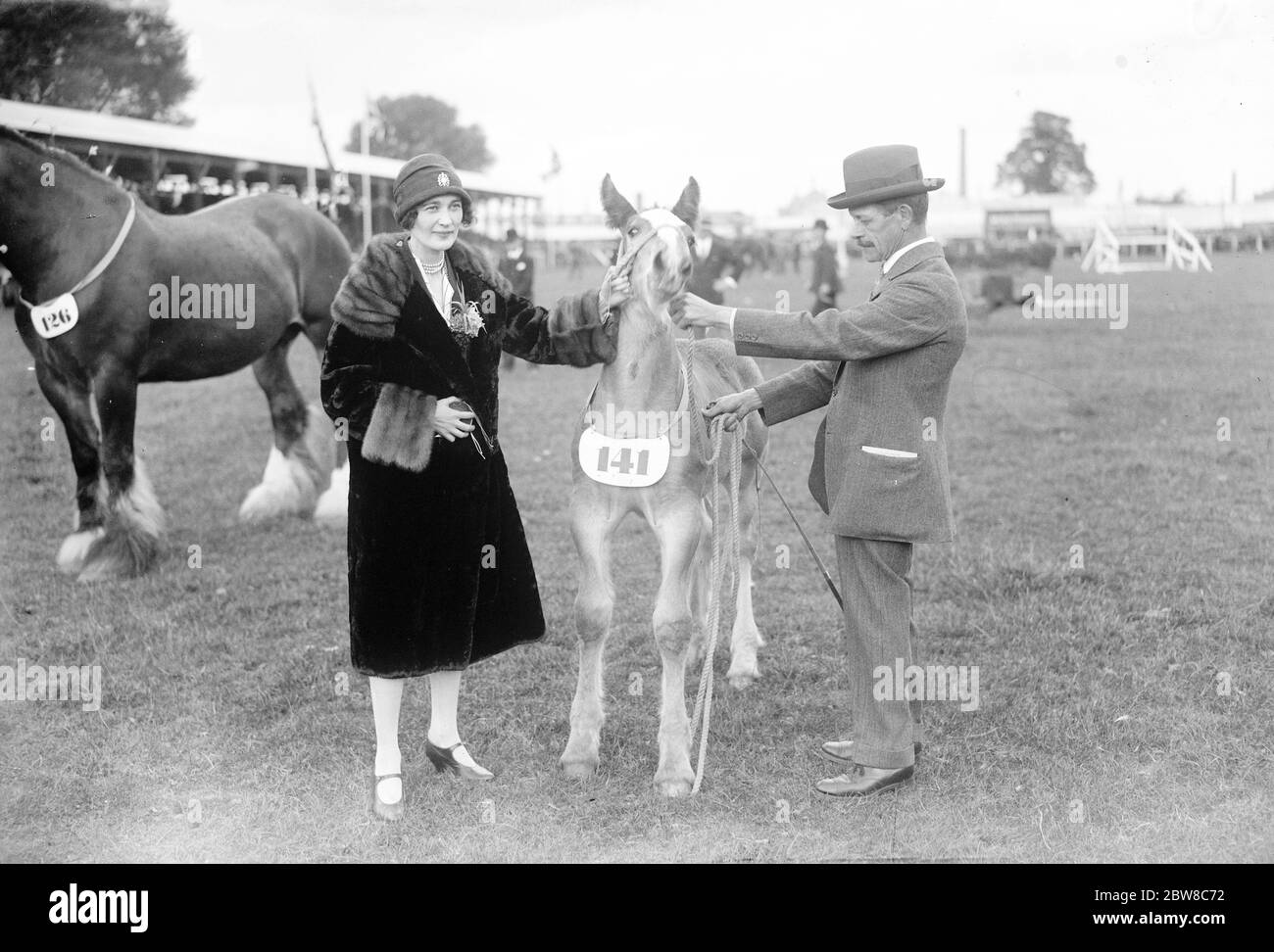 1920s cattle hi-res stock photography and images - Alamy