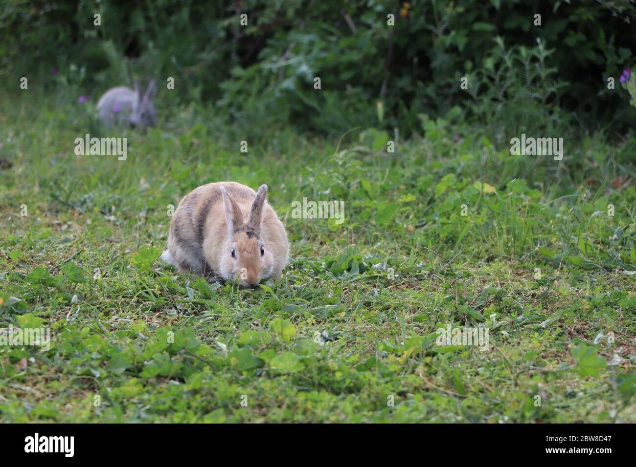 Hare in field eating leaves hi-res stock photography and images - Alamy
