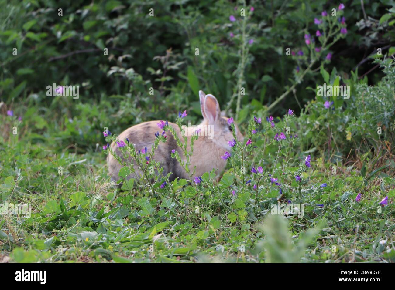 rabbit in a field Stock Photo - Alamy