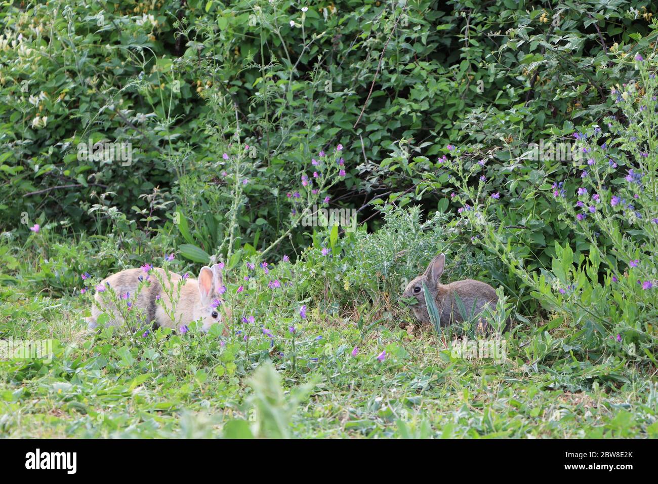 rabbit in a field Stock Photo - Alamy