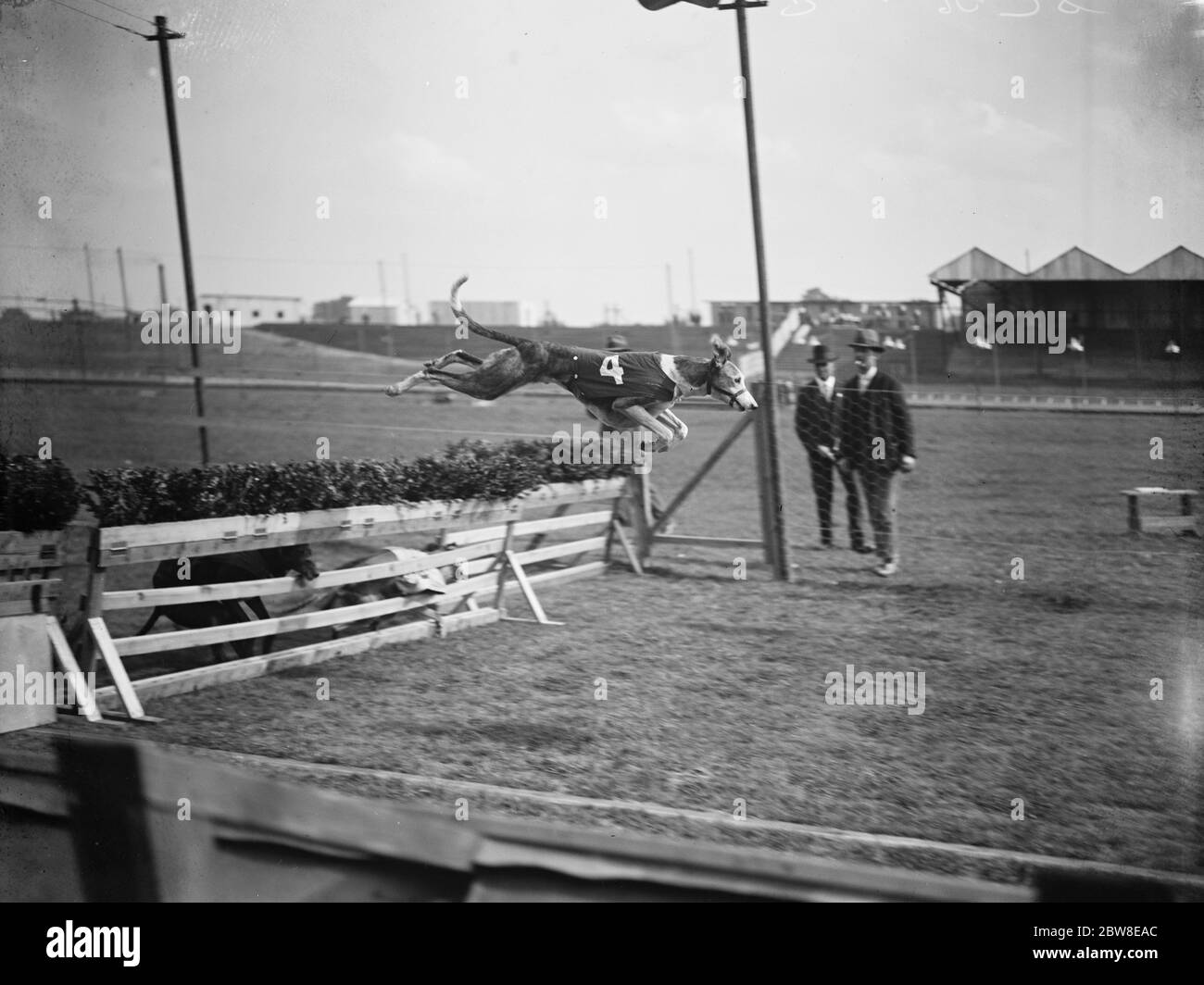 1920s dogs hi-res stock photography and images - Alamy