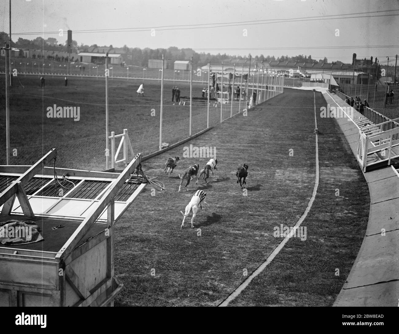 Starting gate for greyhounds hi-res stock photography and images - Alamy