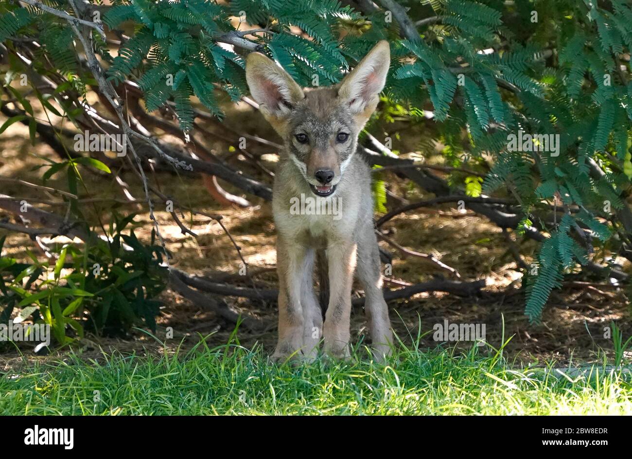 Baby coyotes hi-res stock photography and images - Alamy