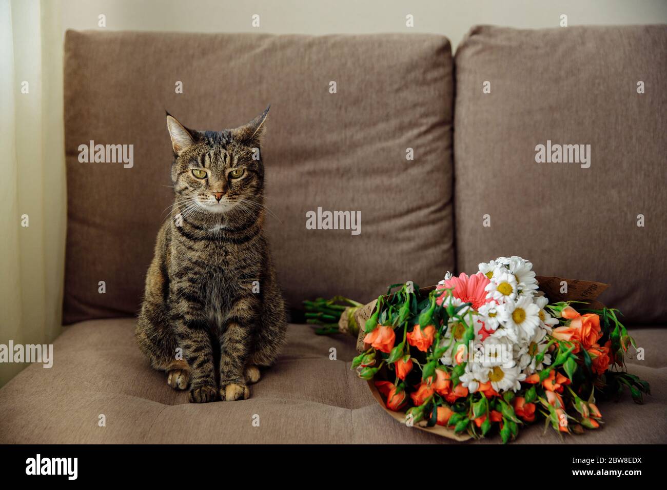 Flirting cat hi-res stock photography and images - Alamy